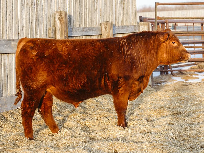 RED RCR DESPERADO 5L - Team Auction Sales