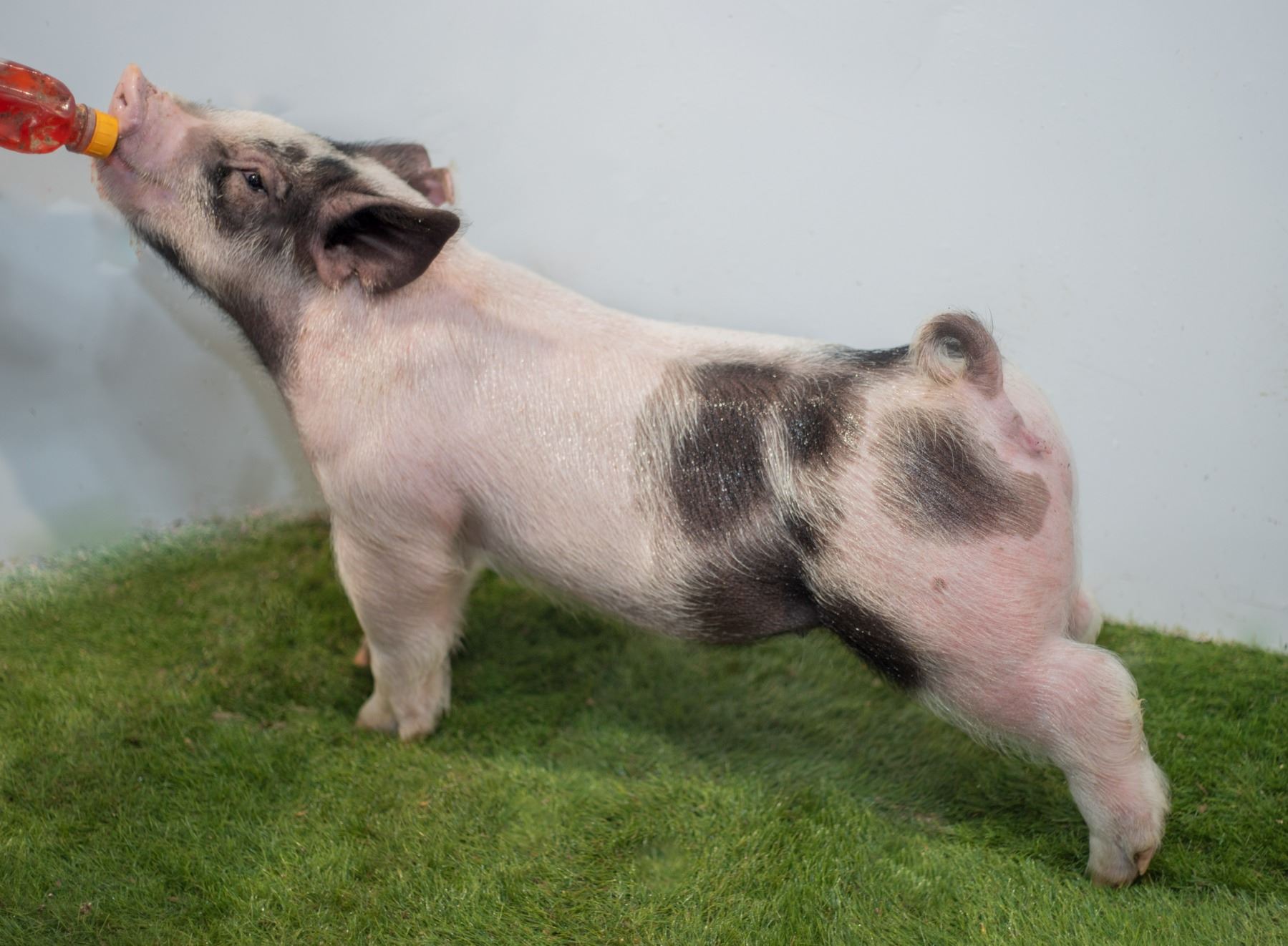 10-1 Cross Gilt