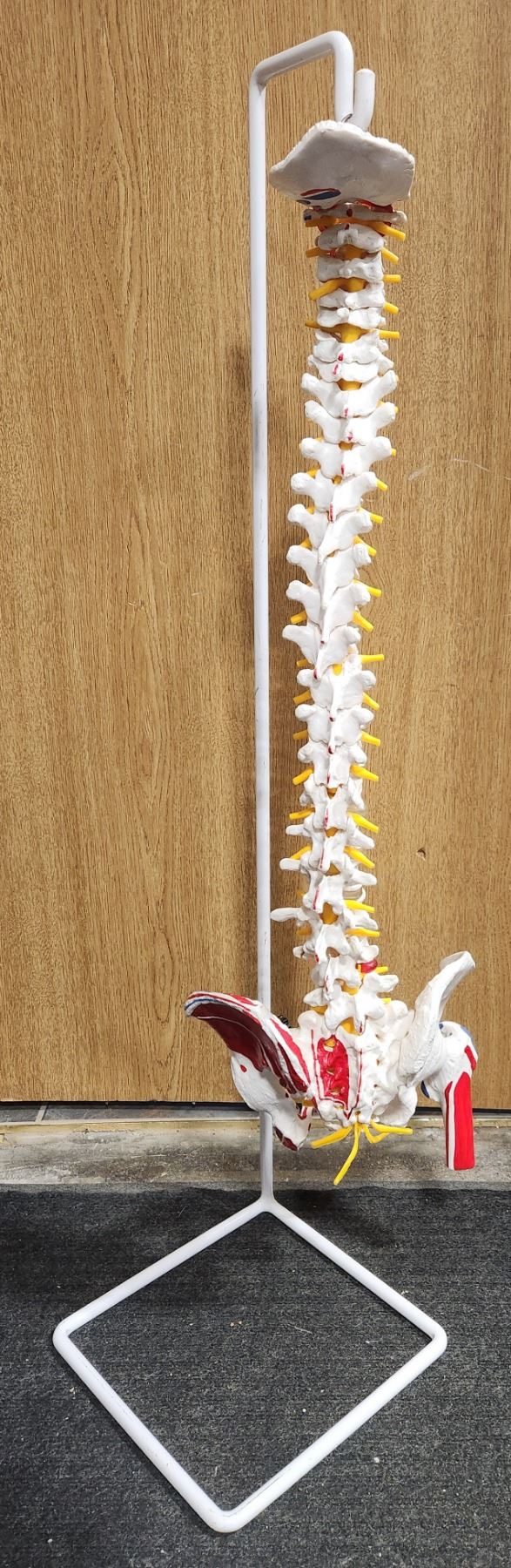 Medical Spine Anatomy Display