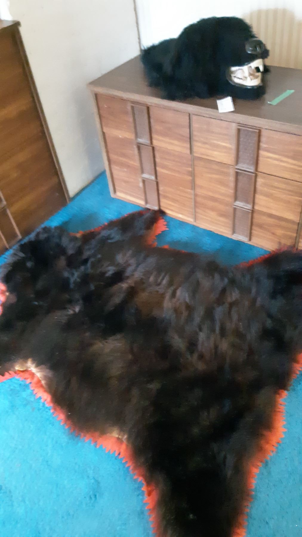 Bear Skin Rug Cat B