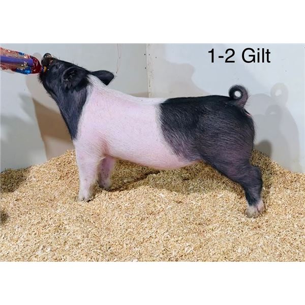 2024 Pfeifer Show Pigs Sale - 2024 Pfeifer Show Pig Sale - Page 1 of 2 ...