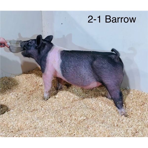2024 Pfeifer Show Pigs Sale - 2024 Pfeifer Show Pig Sale - Page 1 of 2 ...