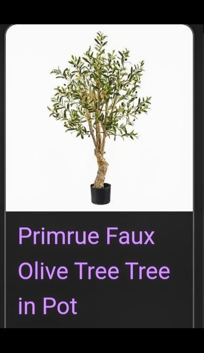 Primrue Olive Tree