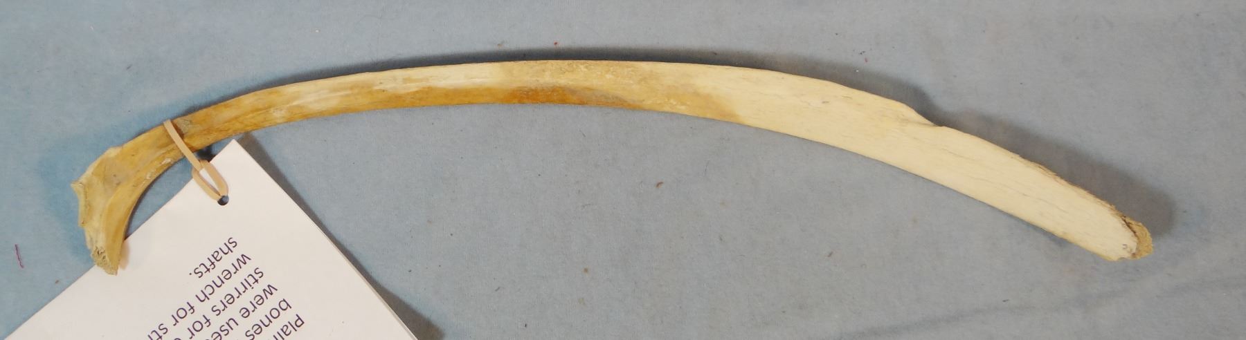 3 pcs: (2) Amercian buffalo rib bones, 24" and 21" long, 600-800 yrs ...