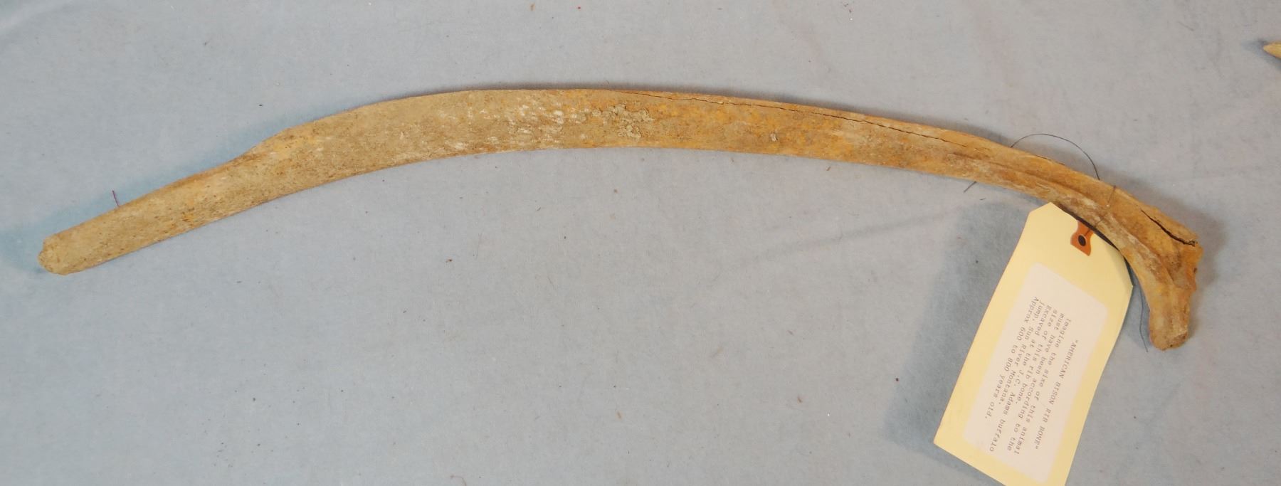 3 pcs: (2) Amercian buffalo rib bones, 24" and 21" long, 600-800 yrs ...