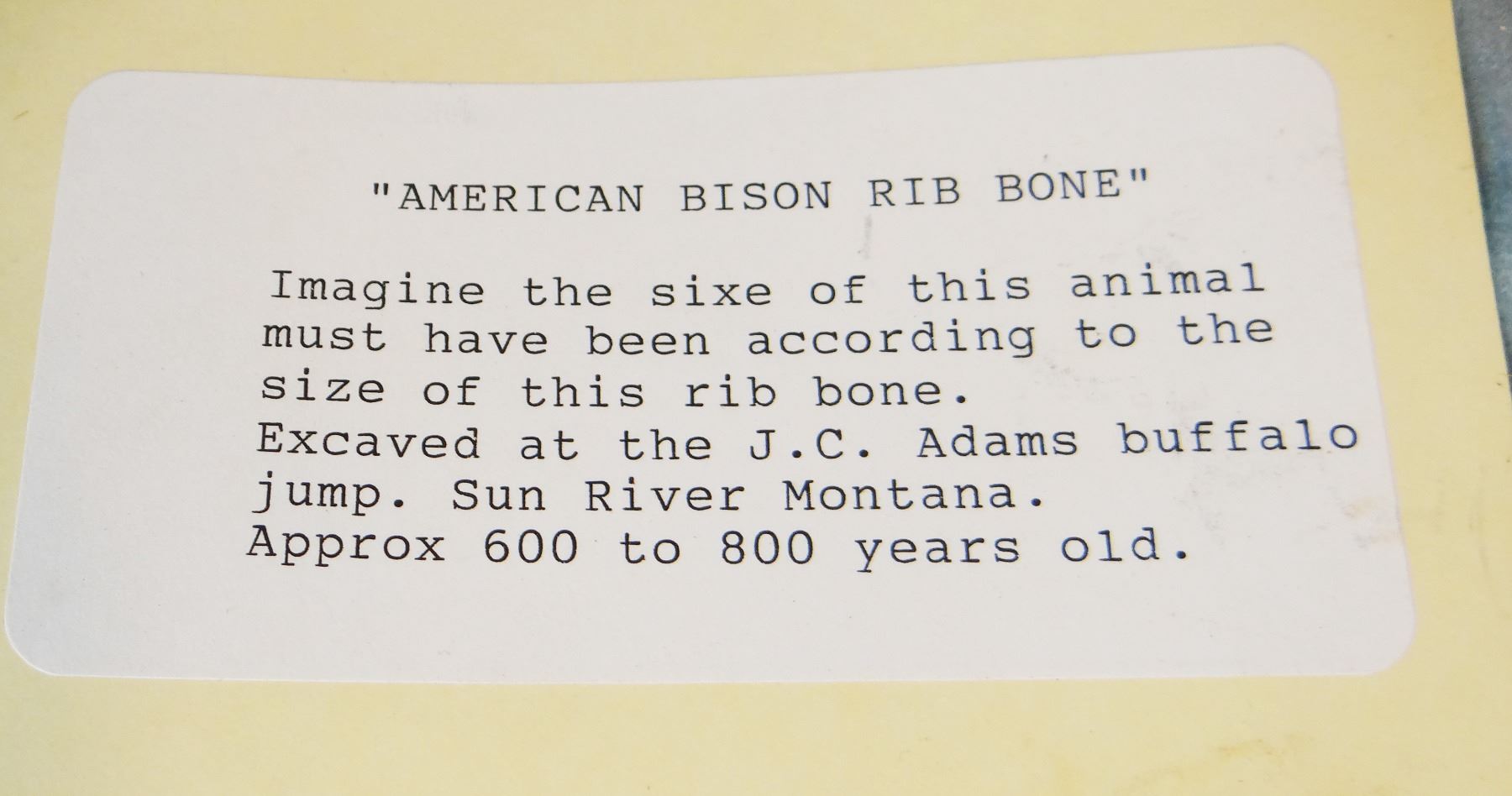 3 pcs: (2) Amercian buffalo rib bones, 24" and 21" long, 600-800 yrs ...