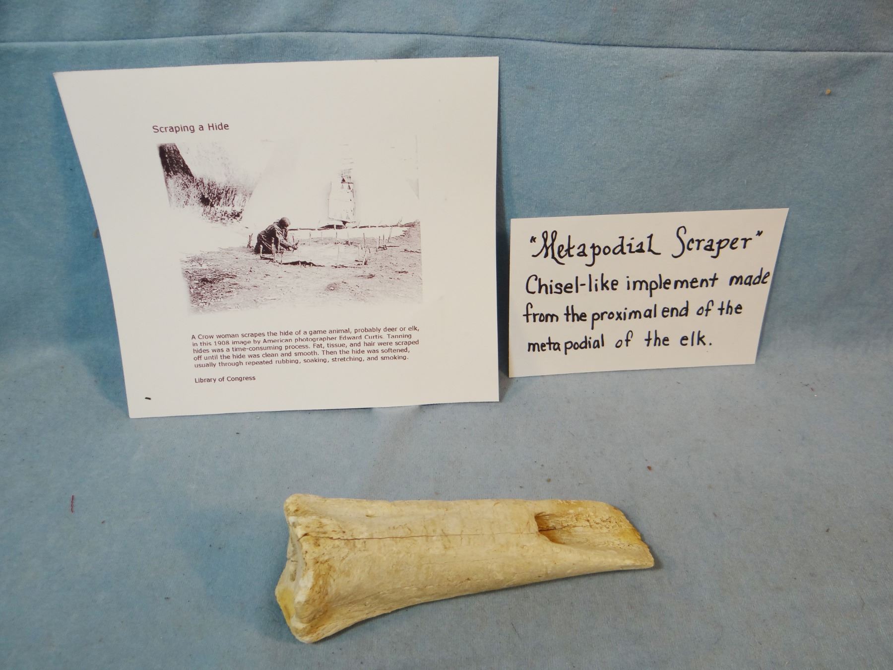 3 pcs: (2) Amercian buffalo rib bones, 24" and 21" long, 600-800 yrs ...