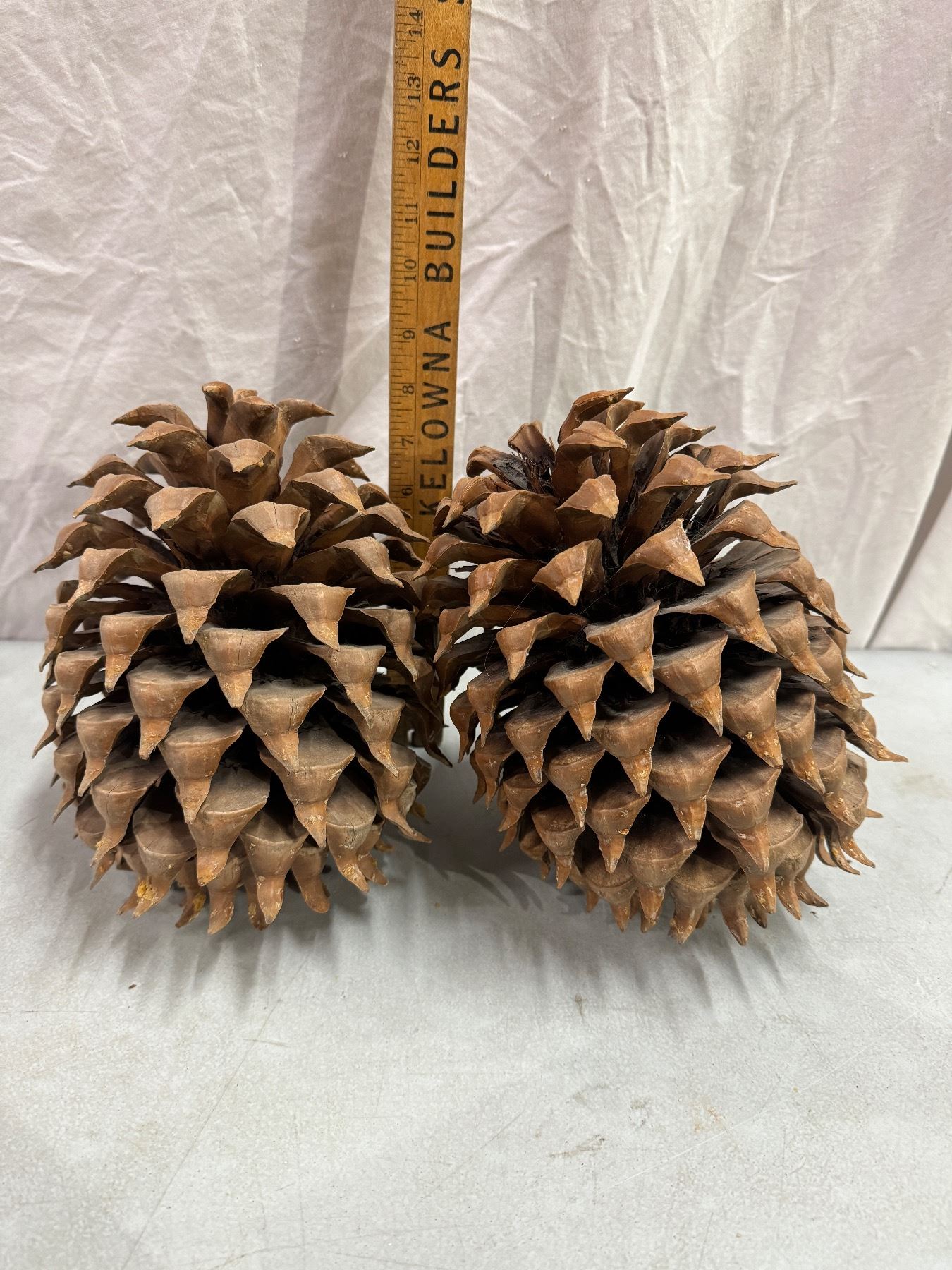 Large pine cones
