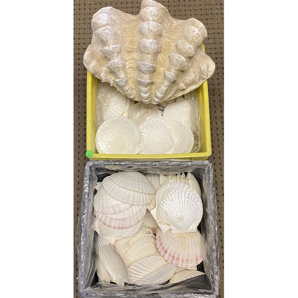 LARGE ASSORTMENT OF SHELLS