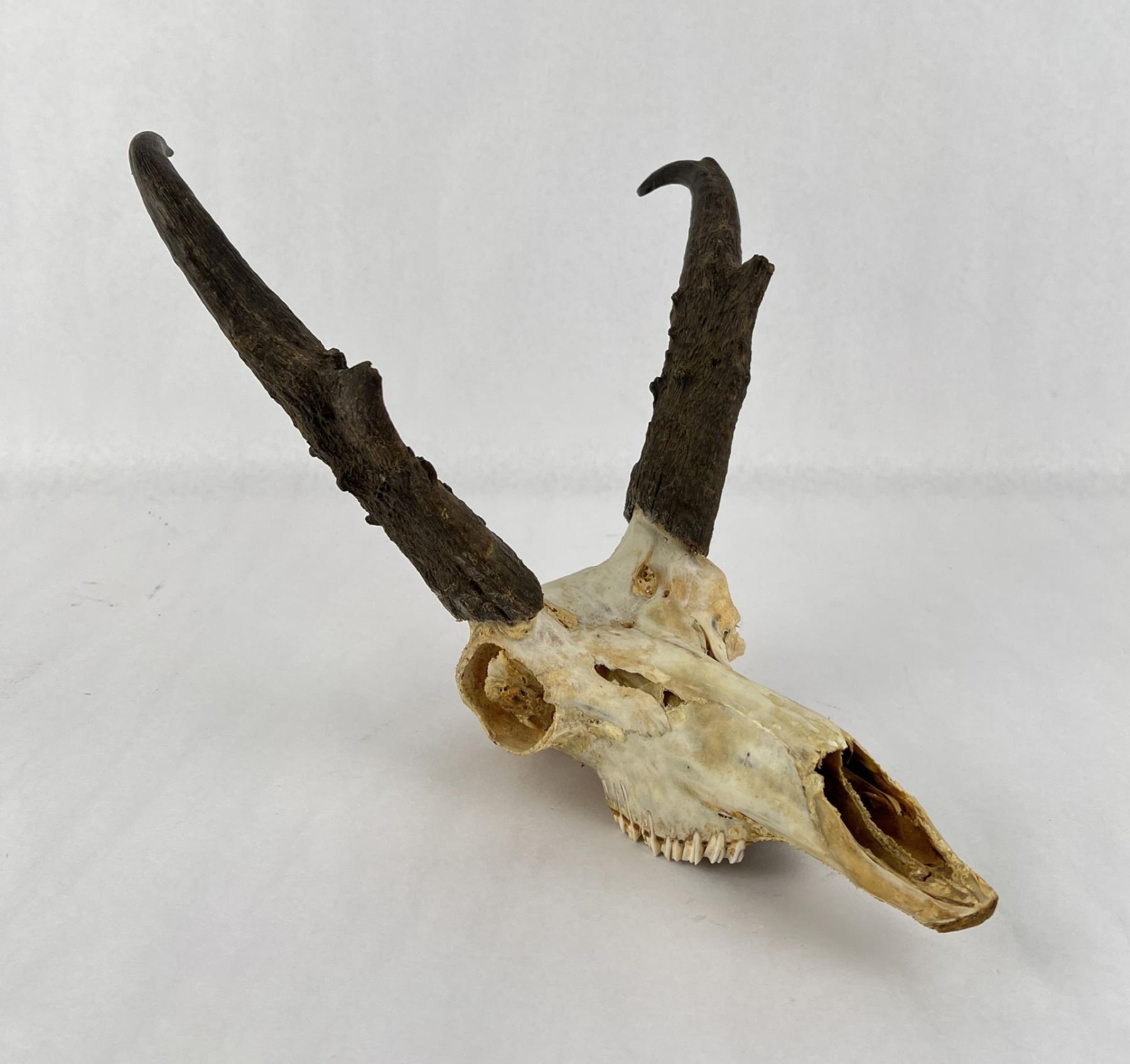 Montana Pronghorn Antelope Skull Taxidermy