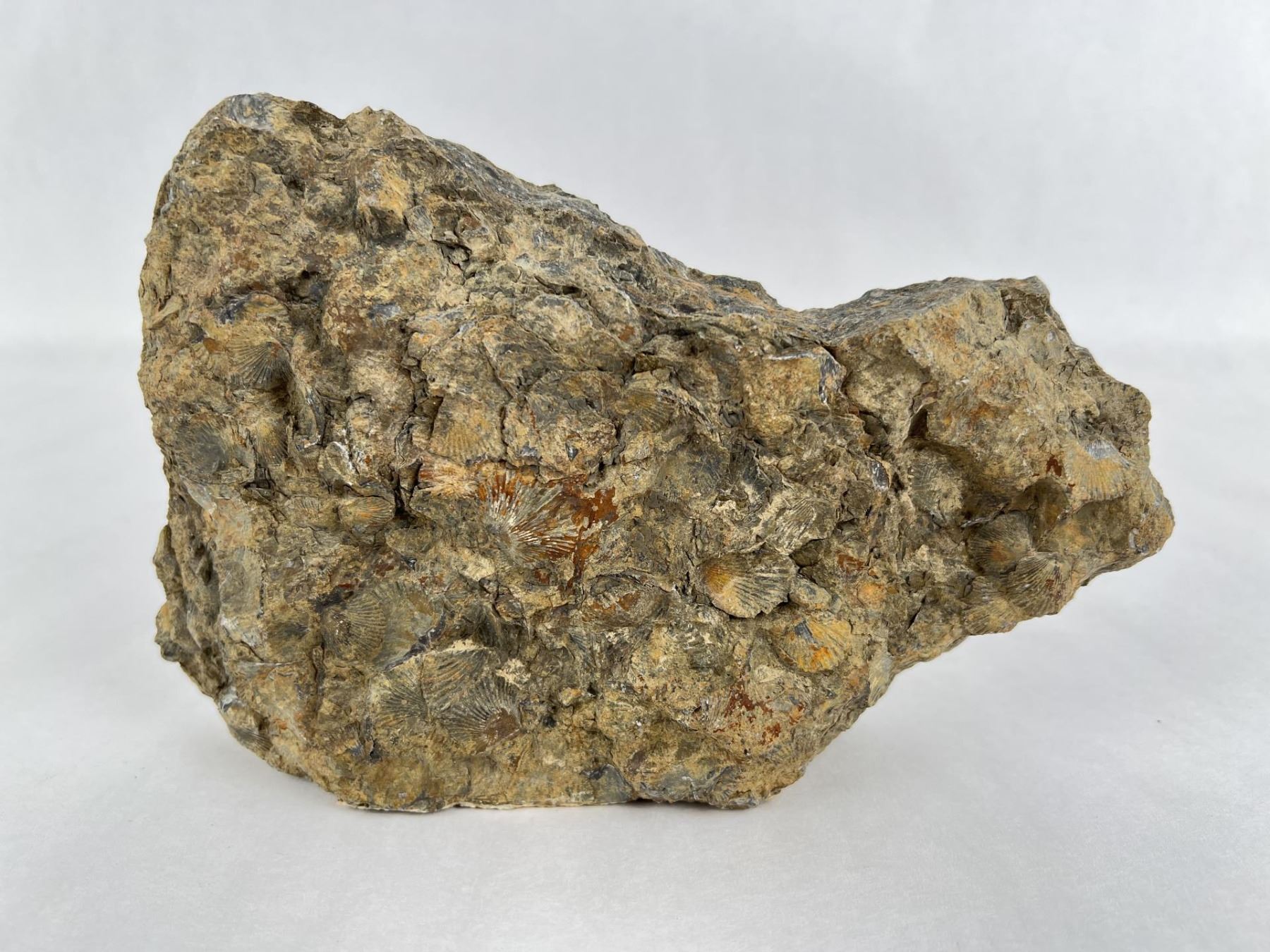 Bivalve Brachiopod Fossil Specimen