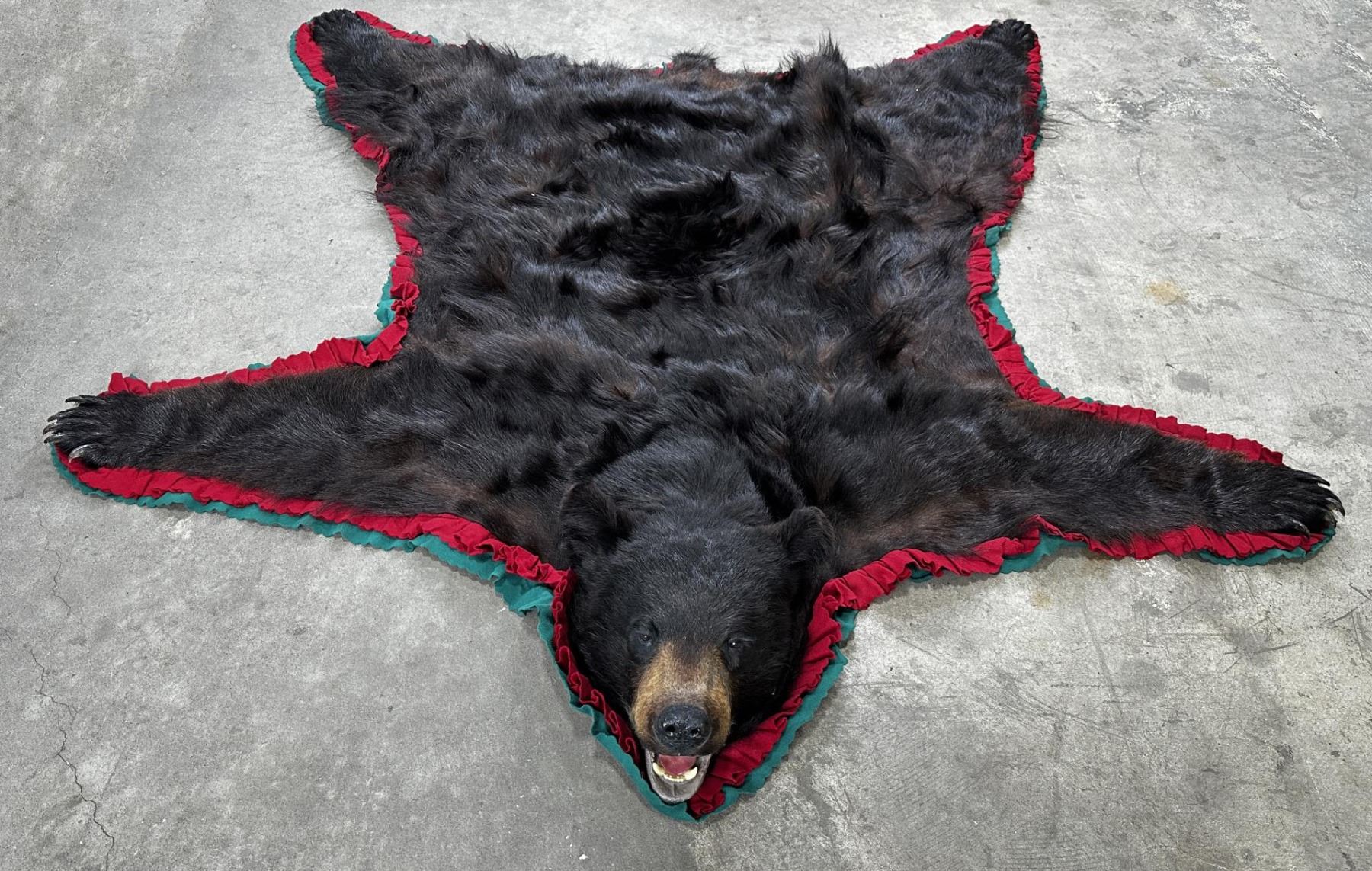 Large Montana Taxidermy Black Bear Rug