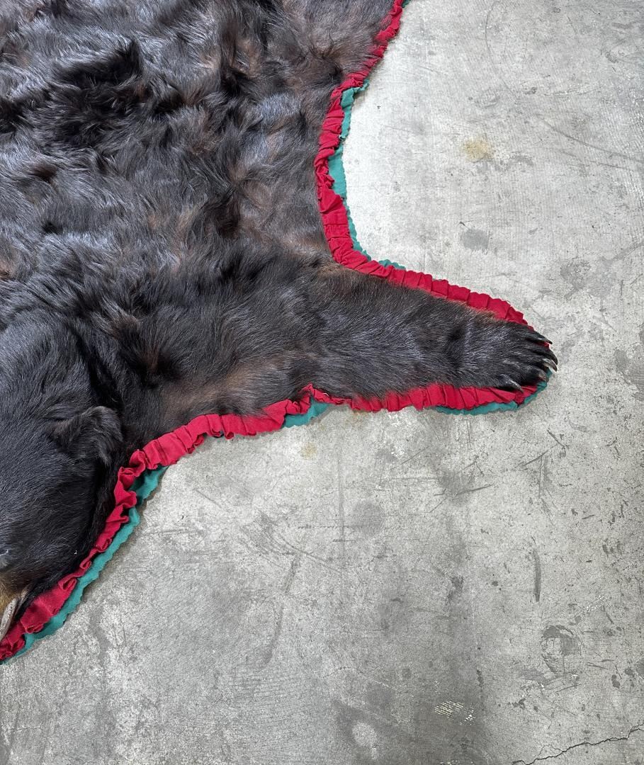 Large Montana Taxidermy Black Bear Rug