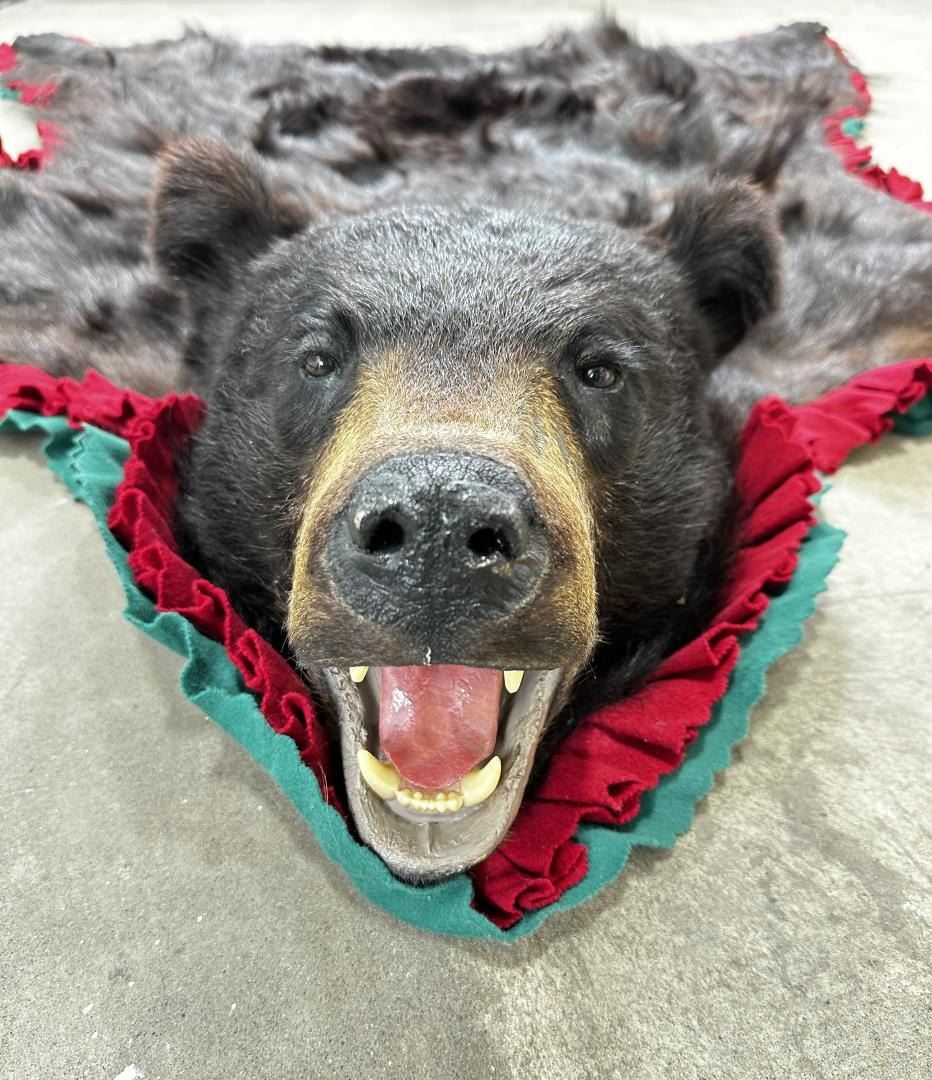 Large Montana Taxidermy Black Bear Rug