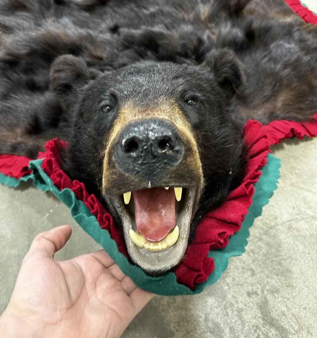 Large Montana Taxidermy Black Bear Rug