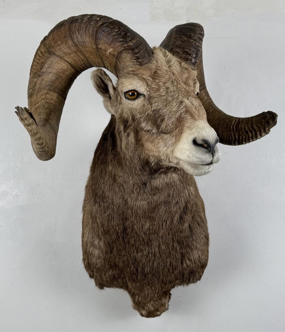 Record Book Montana Bighorn Sheep Taxidermy Mount
