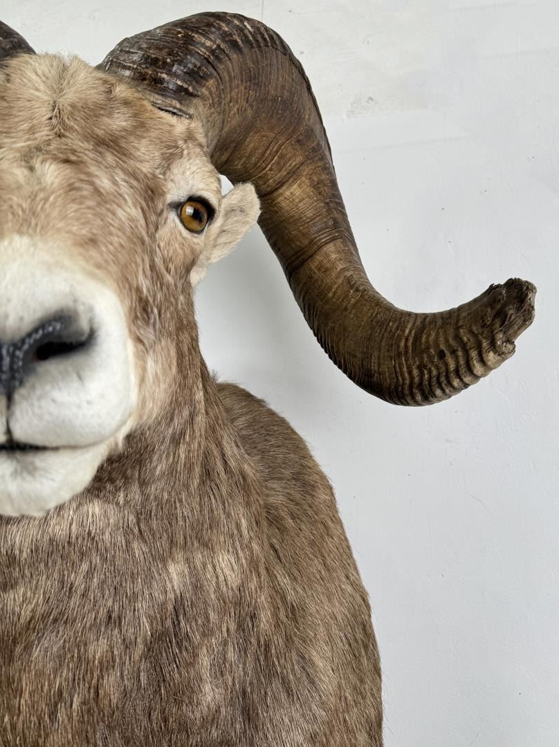 Record Book Montana Bighorn Sheep Taxidermy Mount