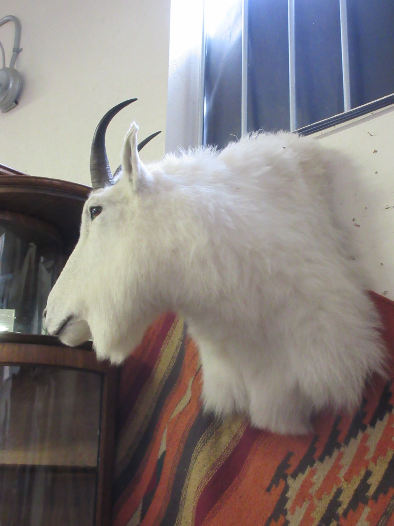 Rocky Mountain Goat Shoulder Mount- 9" Horns- 5.25" Bases