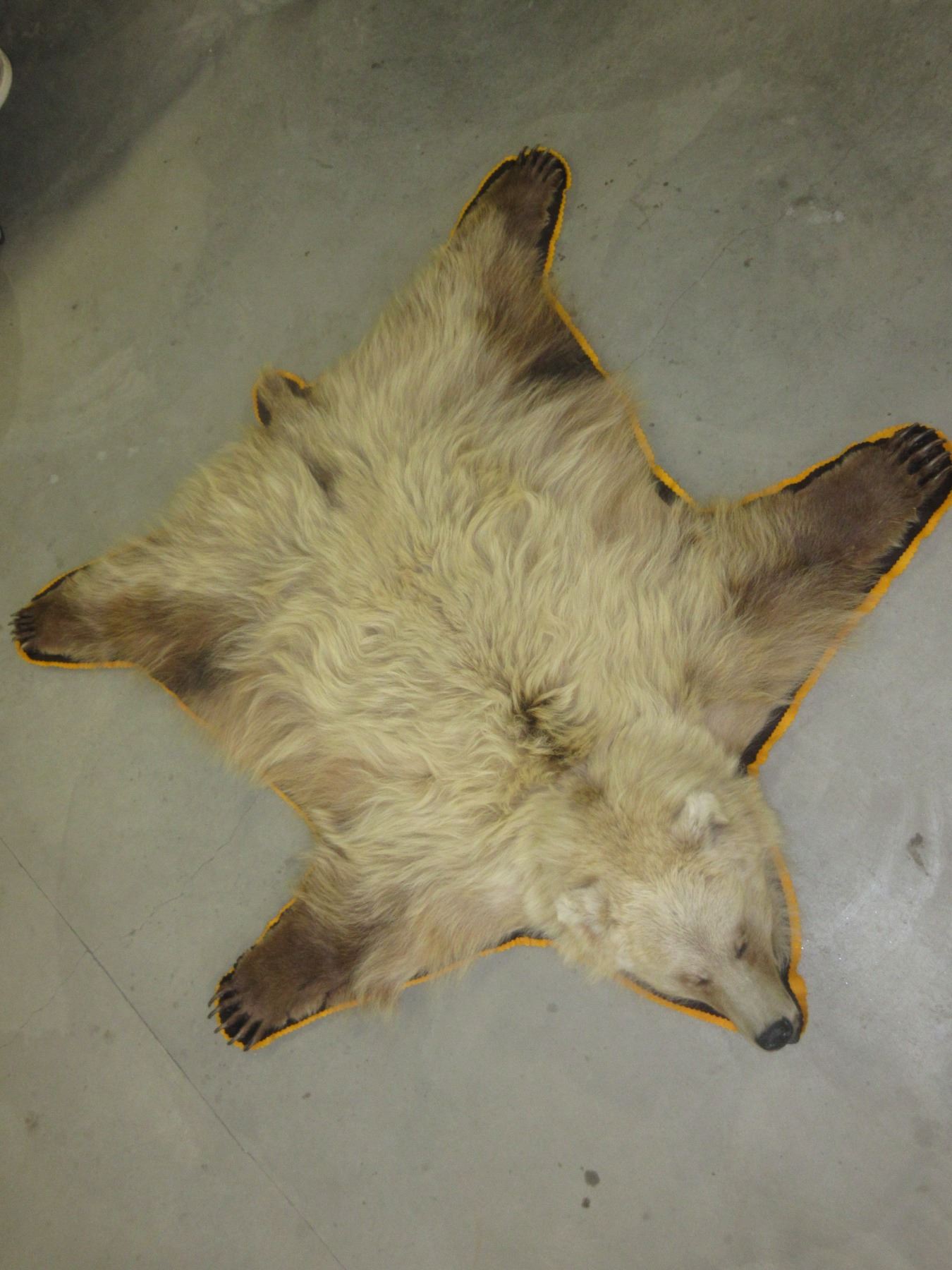 Alaskan Blonde Double Matted Grizzley Bear Rug- Good Hair- 73"L- 73 ...