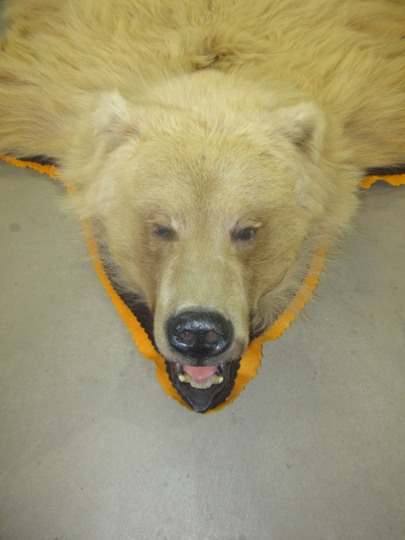 Alaskan Blonde Double Matted Grizzley Bear Rug- Good Hair- 73"L- 73 ...