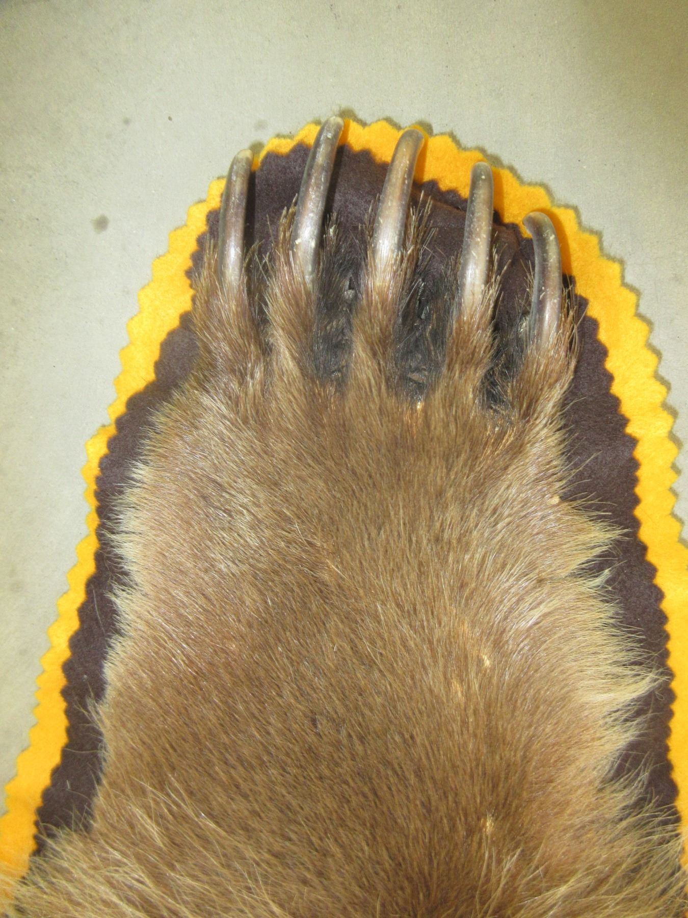 Alaskan Blonde Double Matted Grizzley Bear Rug- Good Hair- 73"L- 73 ...