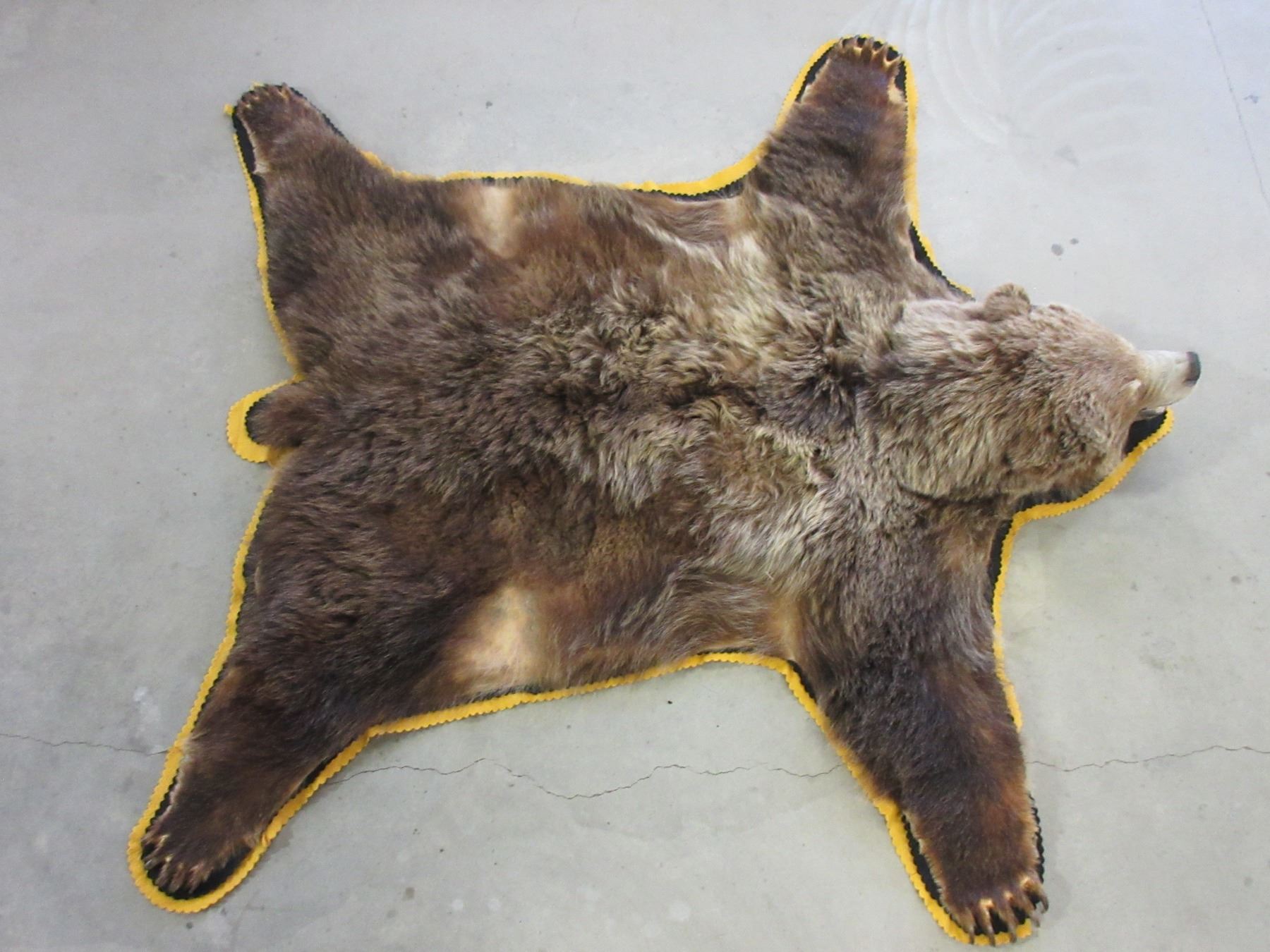 Double Matted Alaskan Grizzley Bear Rug- 64" Nose To Tail- 73" Across ...
