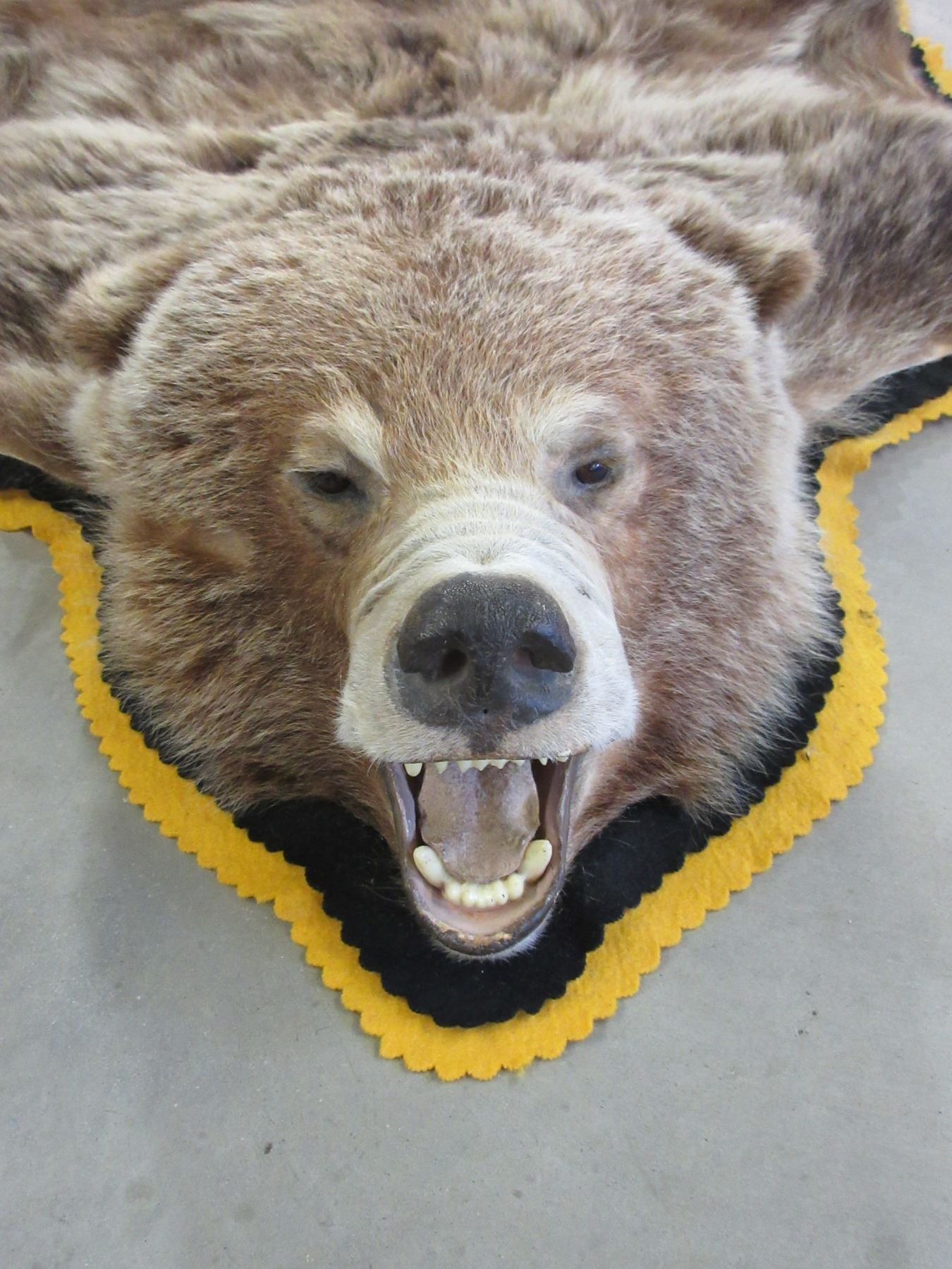 Double Matted Alaskan Grizzley Bear Rug- 64" Nose To Tail- 73" Across ...