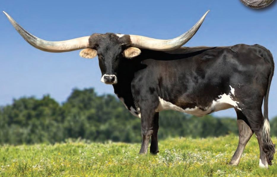 WF Princess Caroline 002