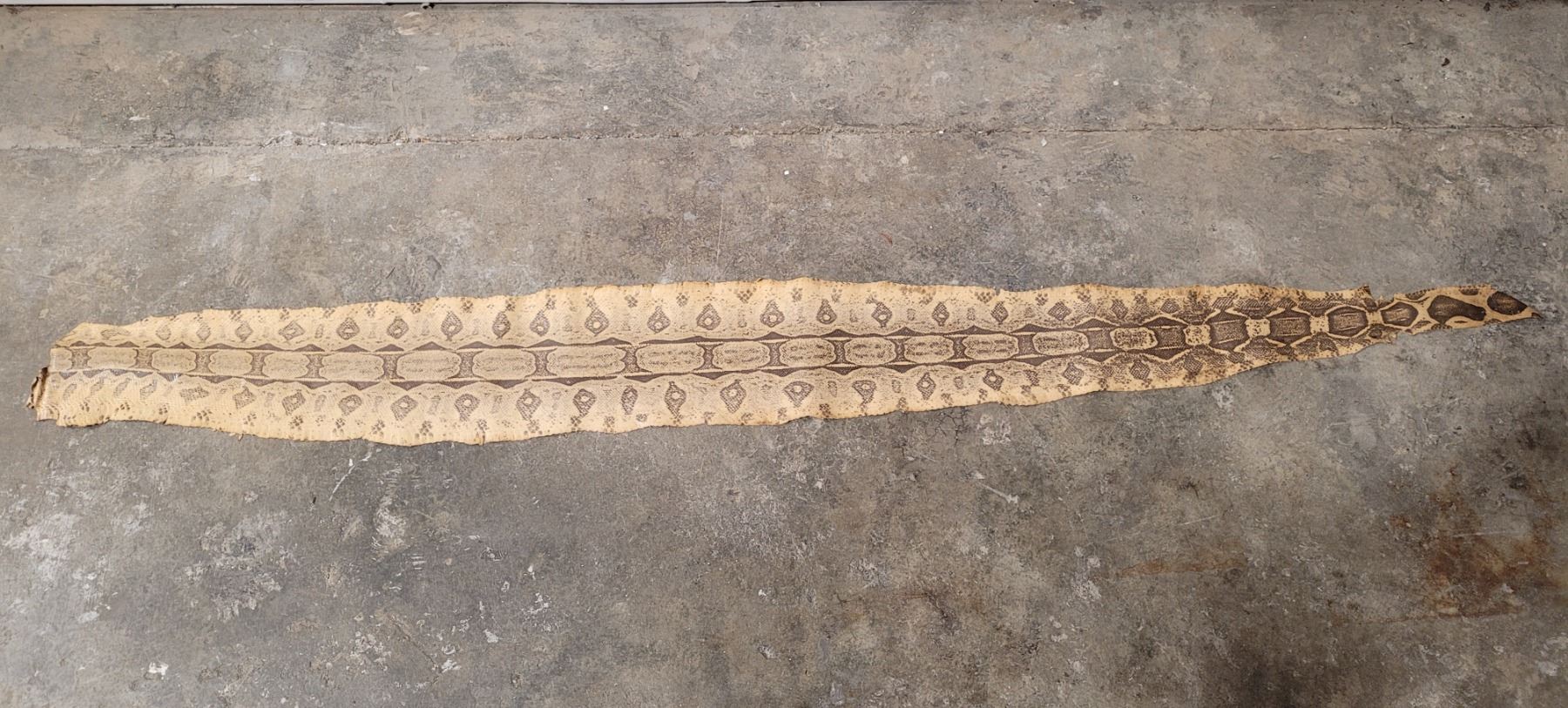 6' Tanned Snake Skin
