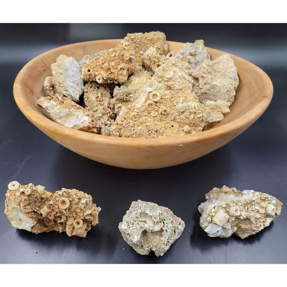 A Collection Of Cladochonus Coral Fossils
