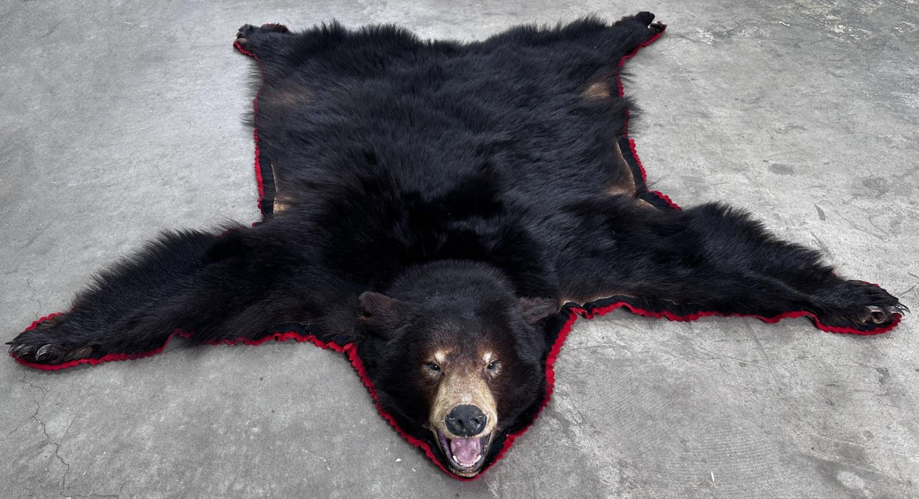 Montana Taxidermy Black Bear Rug