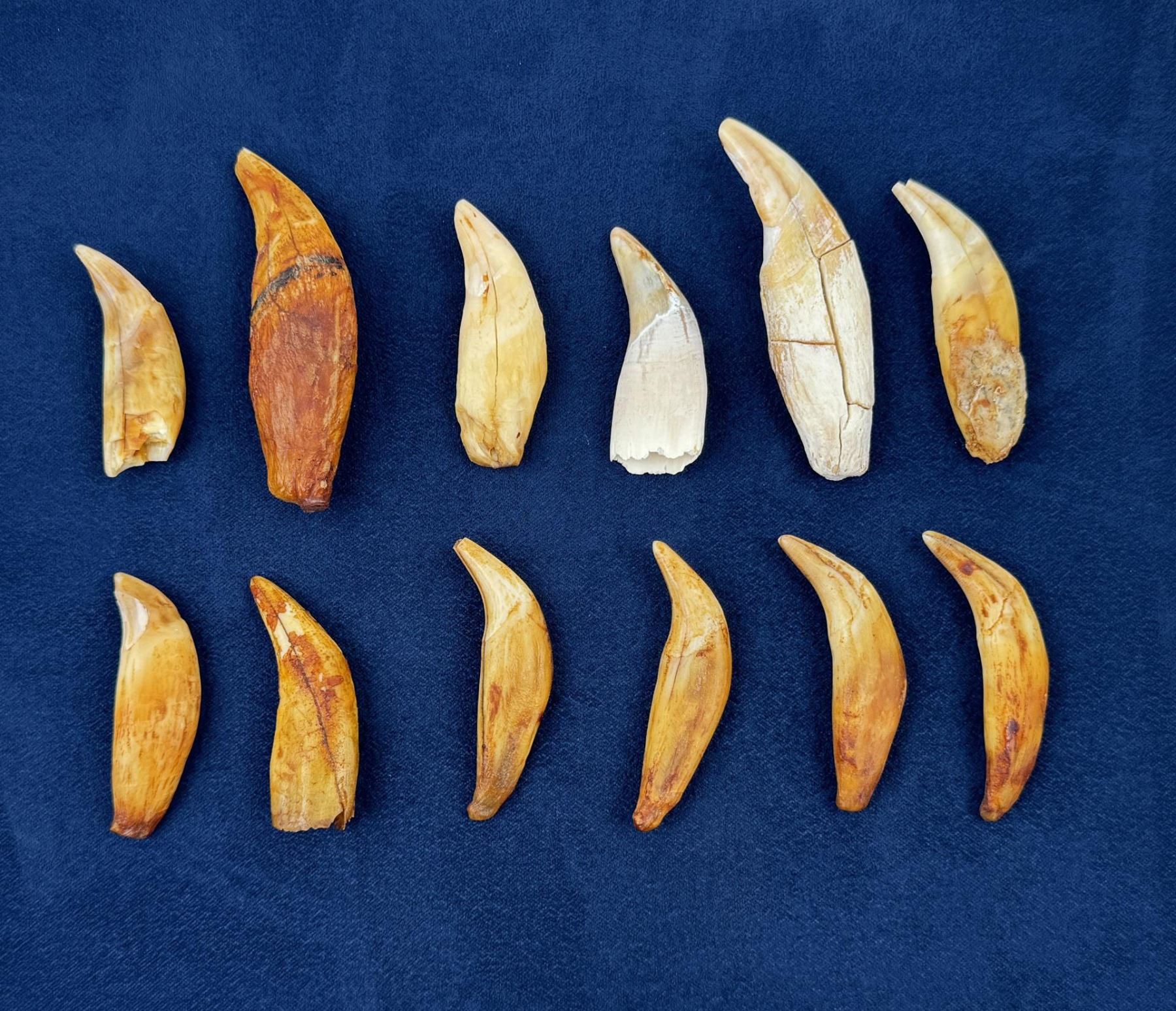 Ancient Fossil Cave Bear Teeth