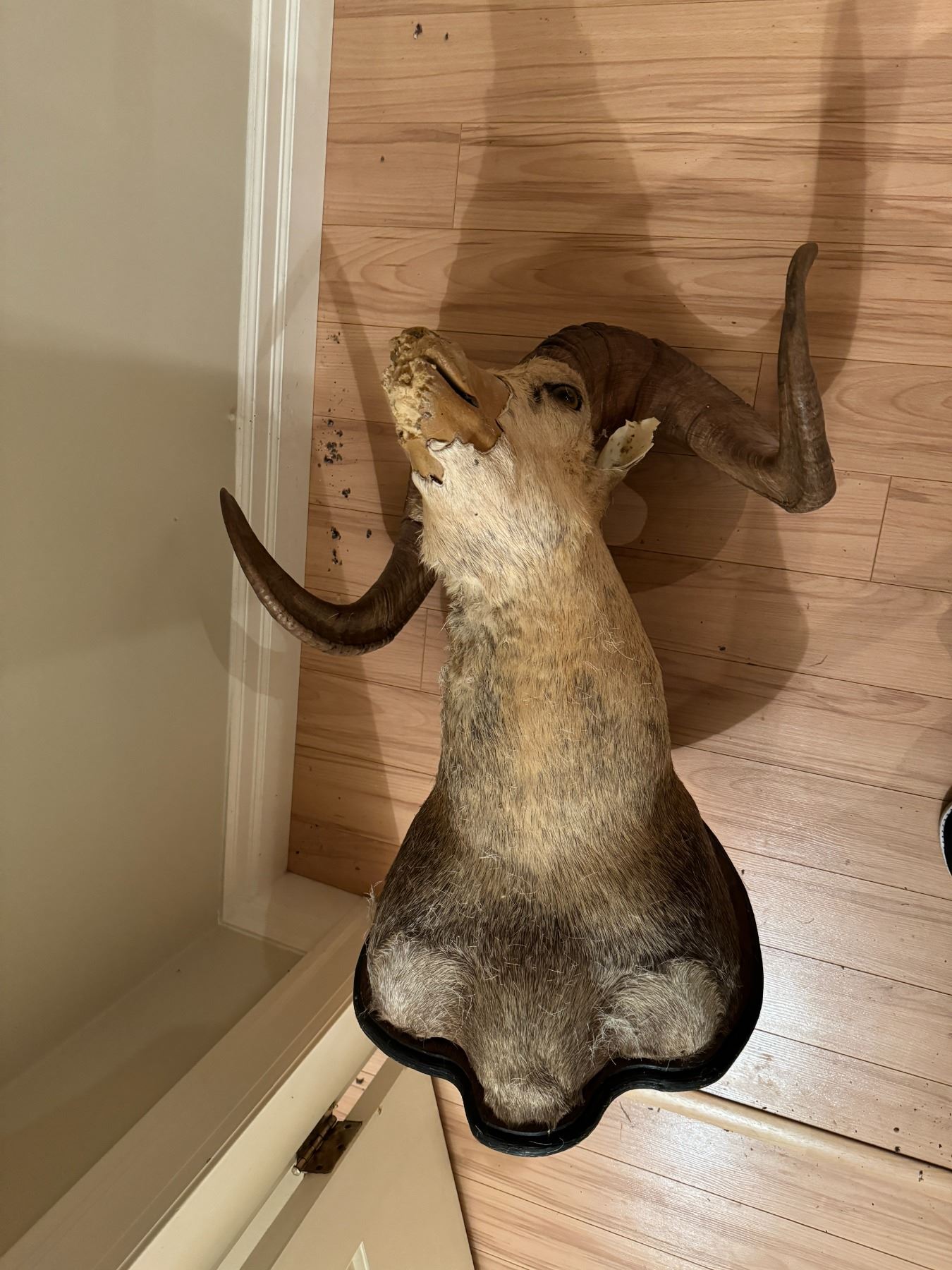Mountain sheep mount damaged