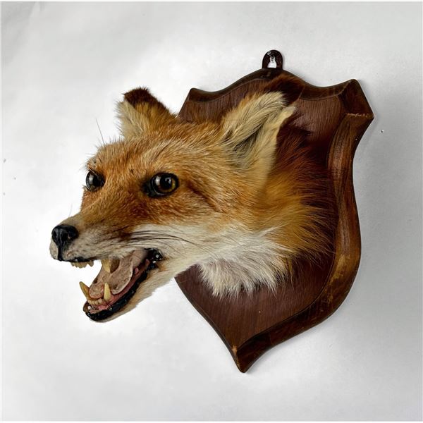 Taxidermy Red Fox Head Mount