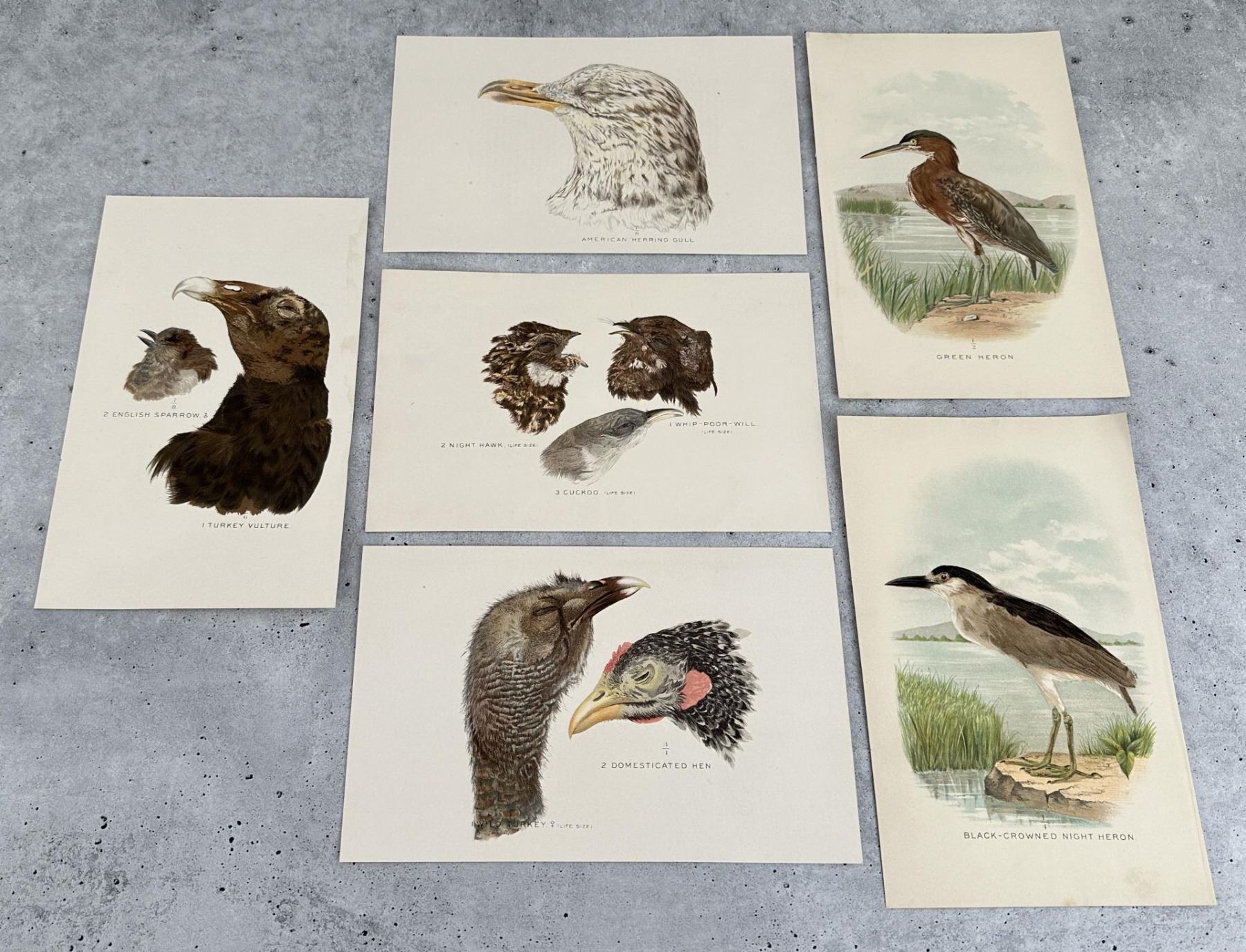 Antique Bird Lithographs
