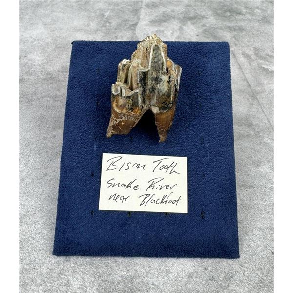 Ancient Buffalo Tooth Snake River Find