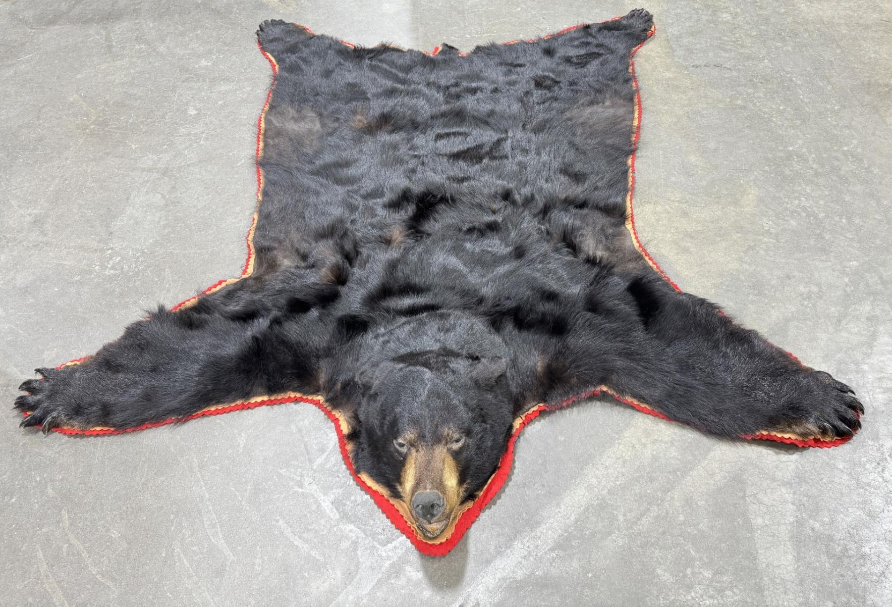 Montana Taxidermy Black Bear Rug