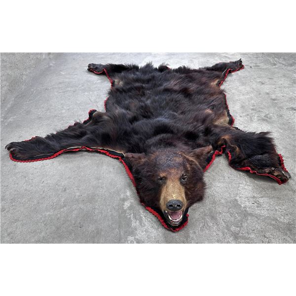 Montana Taxidermy Black Bear Rug