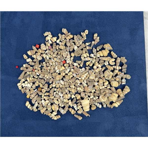 Ancient Agatized Fossil Sea Shells