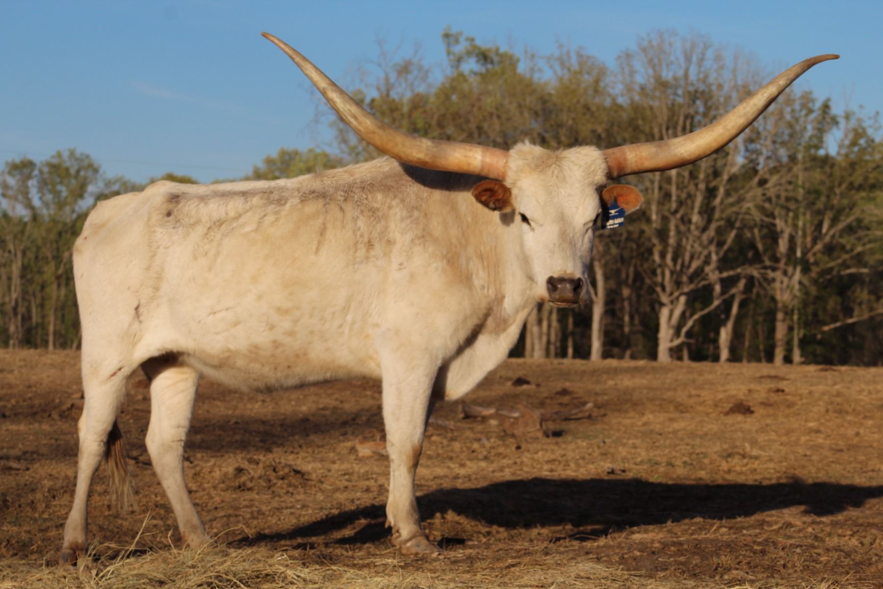 Scratch - TCC Dimples Galore