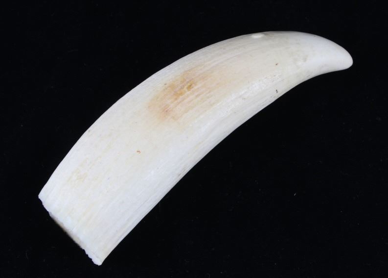 Antique Sperm Whale teeth & Inuit Walrus Statue