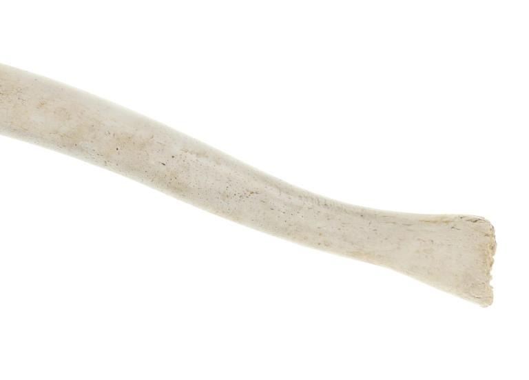 Eskimo Naturally Preserved Walrus Oosik Baculum