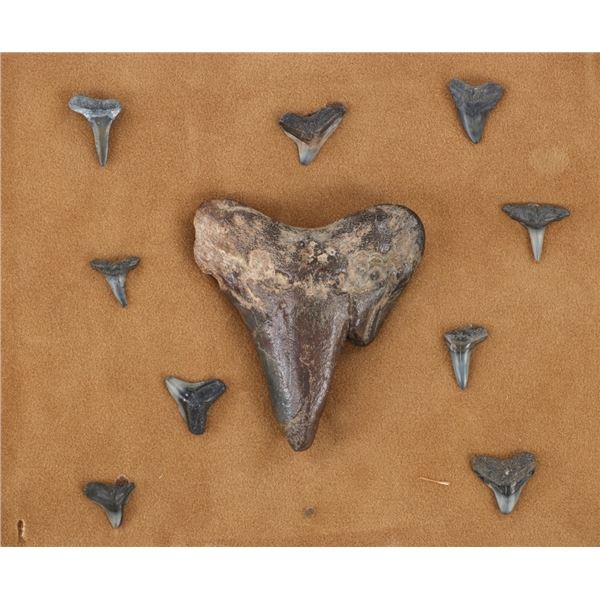Carcharodon or Requiem Fossilized Shark Teeth