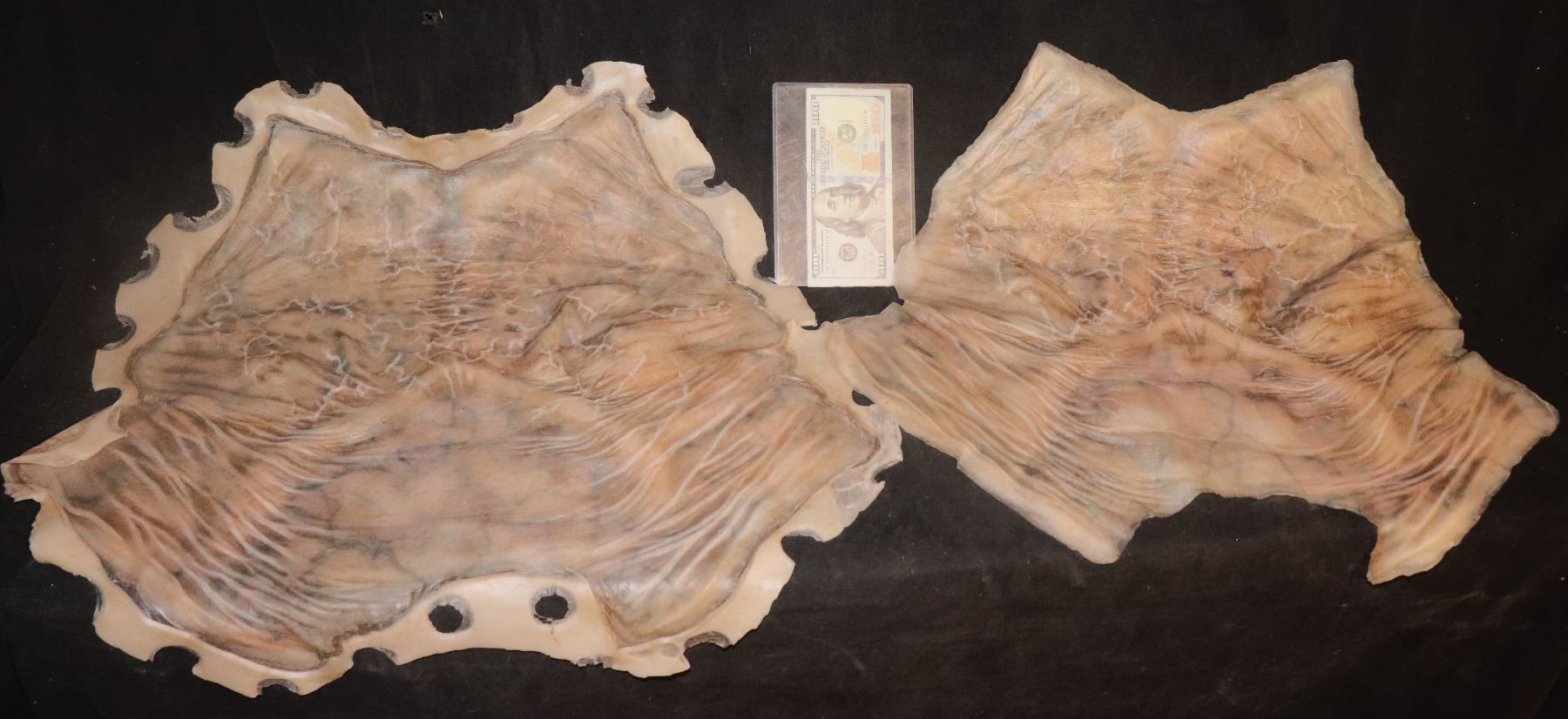 ARMY OF THE DEAD ZEUS ZOMBIE CHEST APPLIANCE ON TORSO SILICONE LOT OF 2