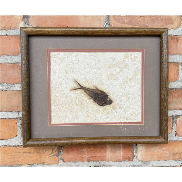 Diplomystus dentatus Green River Shale Fossil Fish