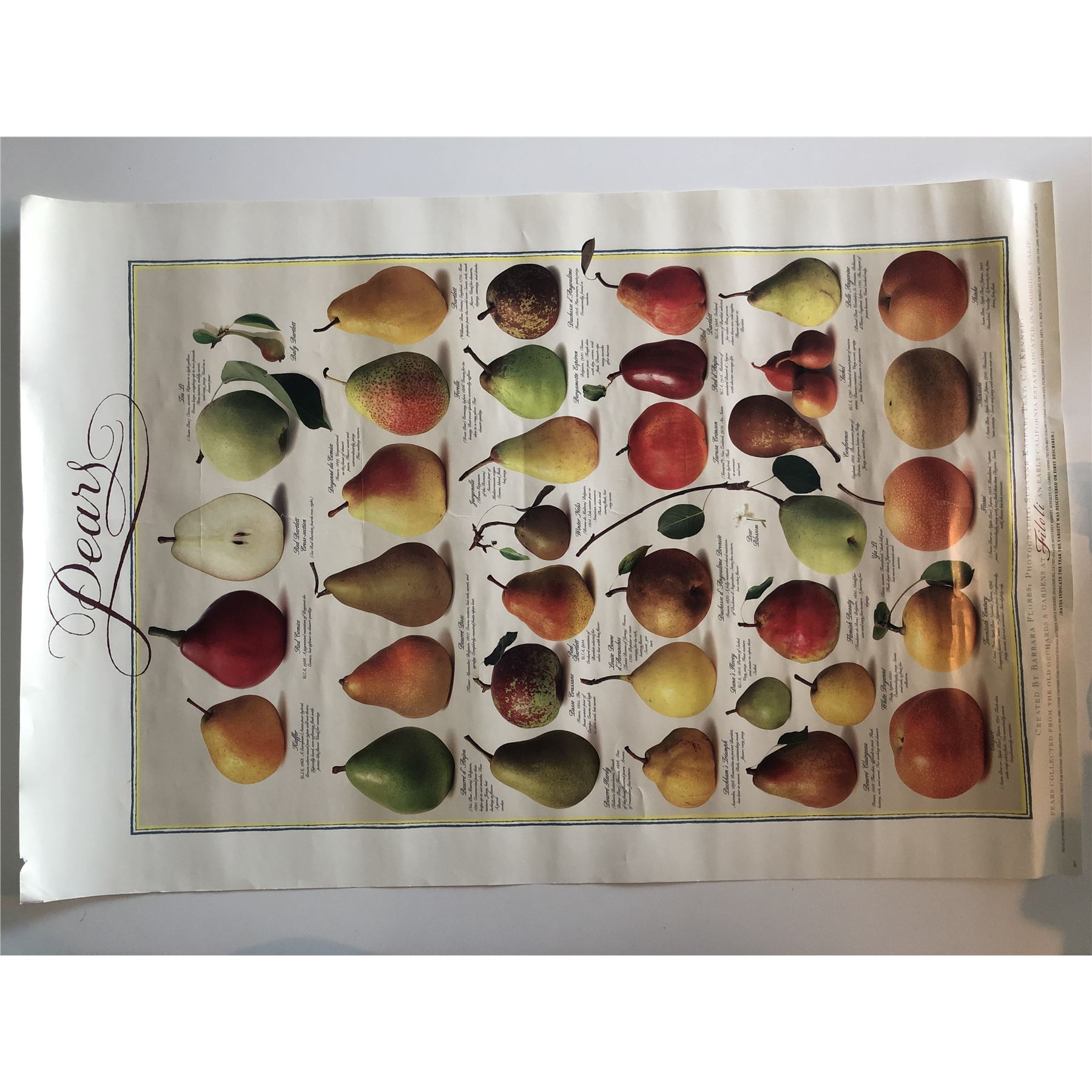 Lithographic Pear Poster