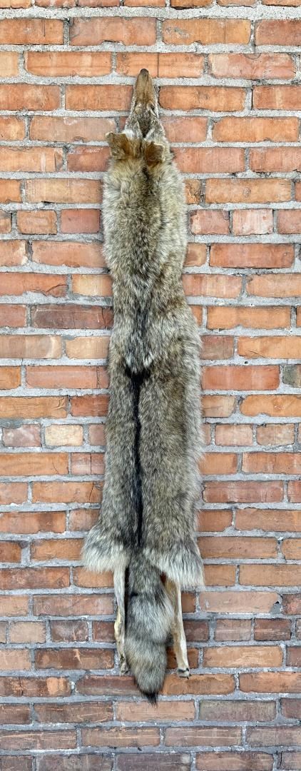 Montana Taxidermy Coyote Pelt Hide