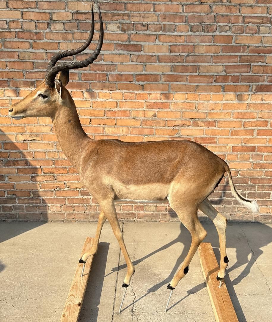 Full Body African Taxidermy Impala