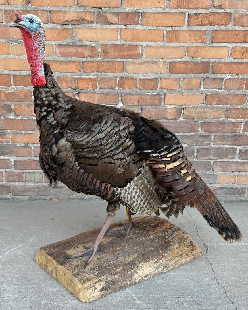 Full Body Taxidermy Montana Turkey
