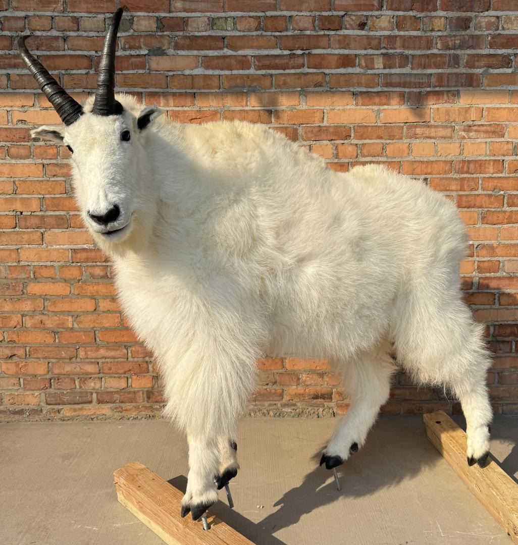 Full Body Montana Taxidermy Mountain Goat
